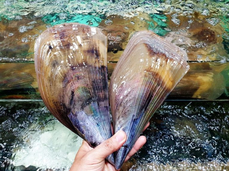 Horn scallop - A famous specialty of Phu Quoc’s coastal area