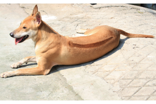 Giá chó Phú Quốc hiện nay? Cách chọn chó CHUẨN Phú Quốc?